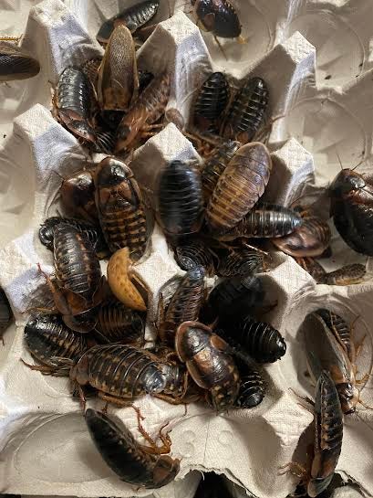 Large Dubia Colony | The Roach Lady