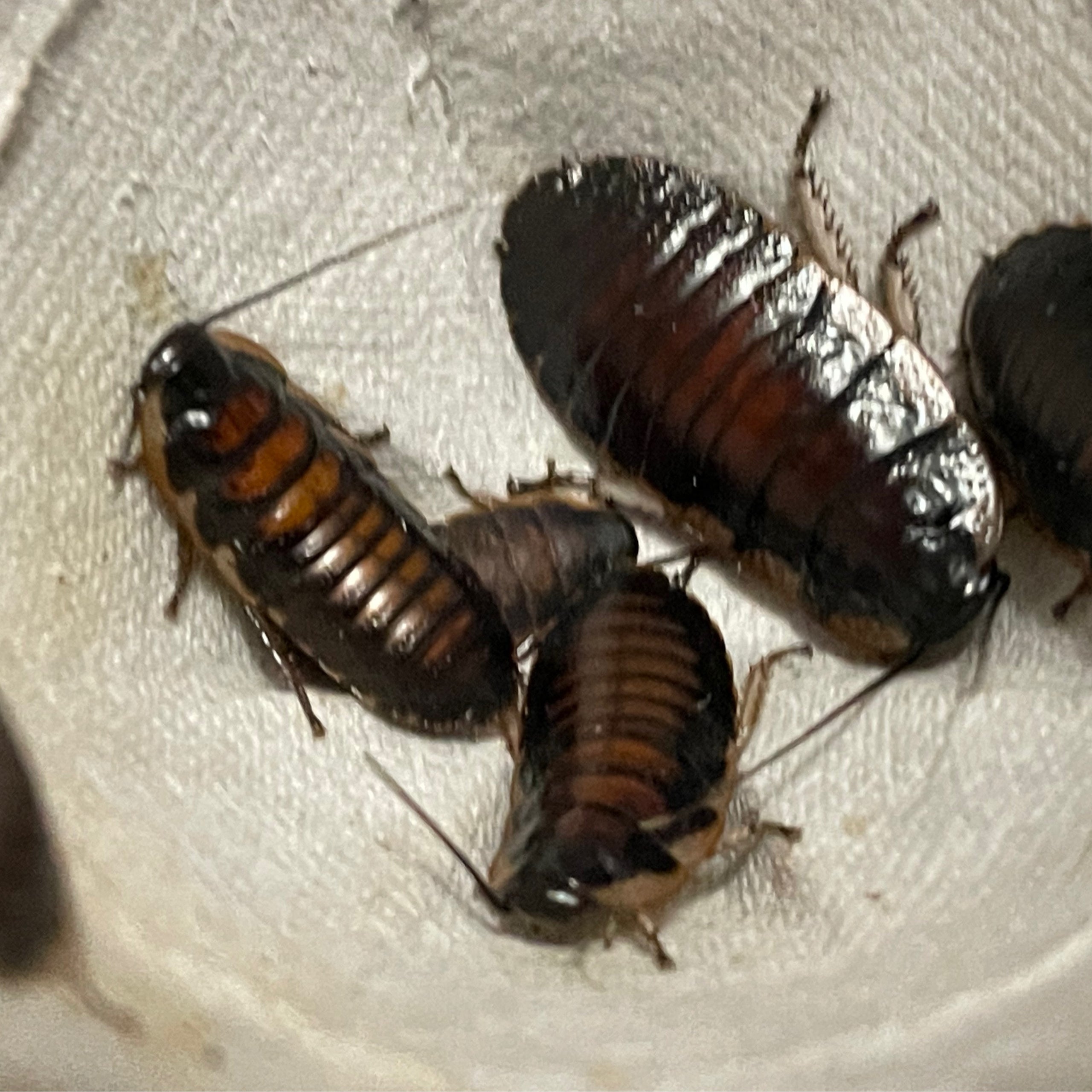 Hissing Cockroach Nymphs | The Roach Lady