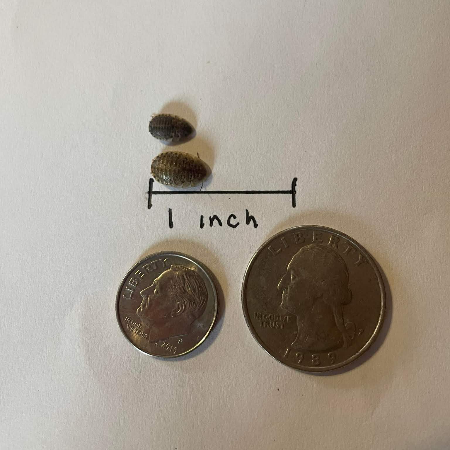 Small Dubia Roaches | The Roach Lady