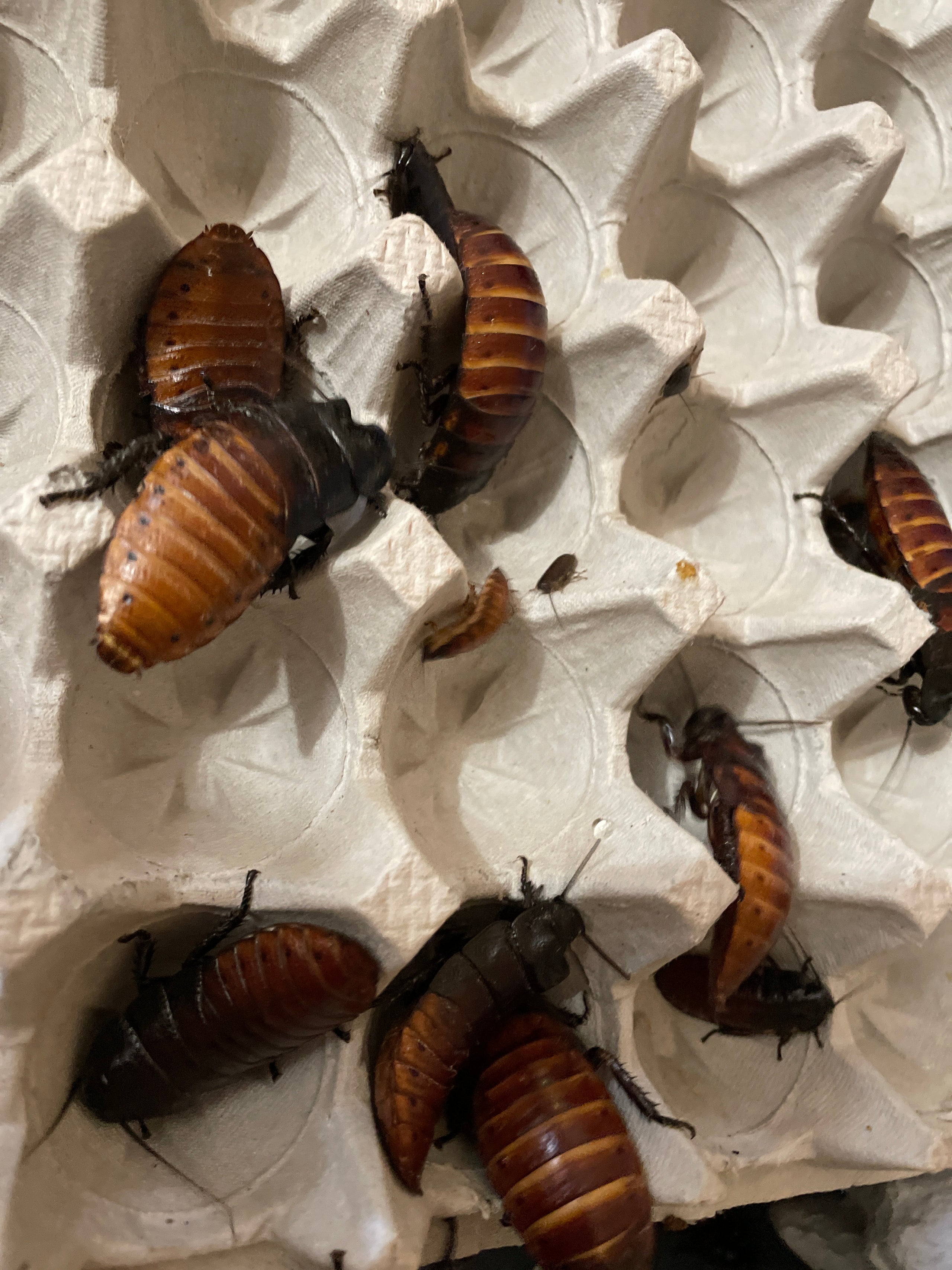 Madagascar Hissing Cockroach Colony | The Roach Lady